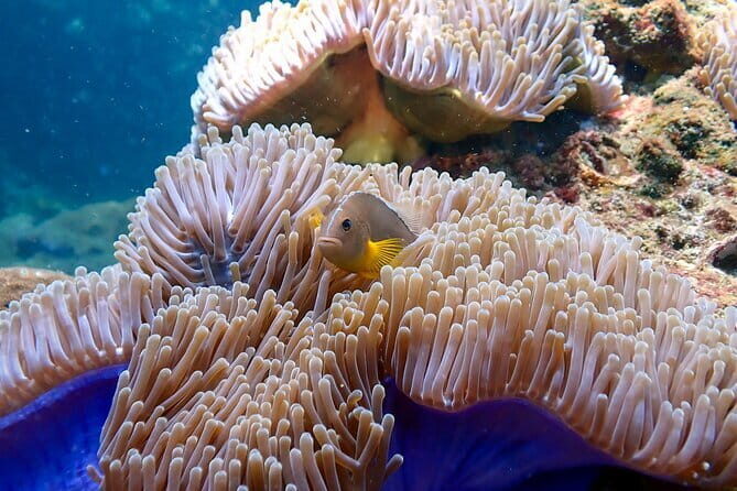 Scuba Diving from Koh Yao Yai - Who Should Consider This Tour?