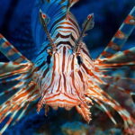 Scuba Diving in Boracay: SSI Basic Diver for Beginners - The Experience: From Surface to Subaquatic Wonder