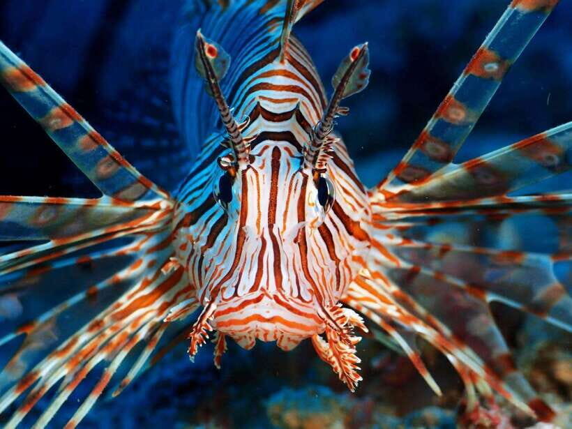 Scuba Diving in Boracay: SSI Basic Diver for Beginners - The Experience: From Surface to Subaquatic Wonder