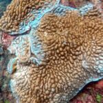 Scuba Diving in Kalpitiya - A Closer Look at the Itinerary and Experience