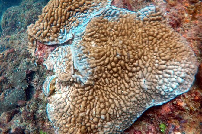 Scuba Diving in Kalpitiya - A Closer Look at the Itinerary and Experience