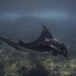 Scuba Diving in La Paz Private Tour - FAQs