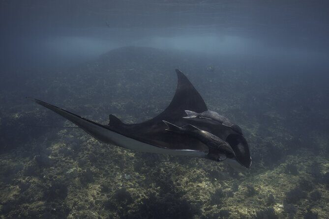 Scuba Diving in La Paz Private Tour - FAQs