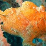 Scuba diving in PADANG BAY BALI - What Sets This Tour Apart