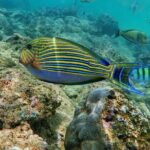 Scuba Diving in Trincomalee - Authentic Experience and Customer Feedback