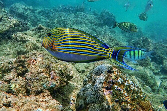 Scuba Diving in Trincomalee - Authentic Experience and Customer Feedback