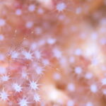 Scuba Diving in Yakushima island (for certified divers only) - The Itinerary: What To Expect