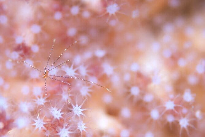 Scuba Diving in Yakushima island (for certified divers only) - The Itinerary: What To Expect