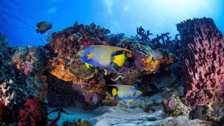 Scuba Diving Playa del Carmen: PADI Open Water Certification - Why Choose the Playa del Carmen PADI Certification?