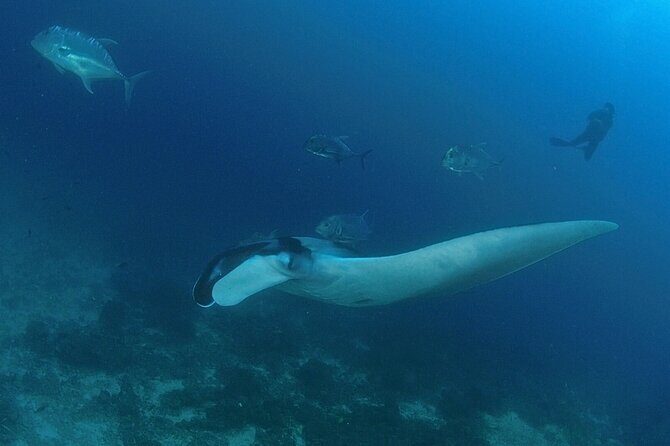 SCUBA Diving tour Racha and Coral islands full day tour - What Travelers Say