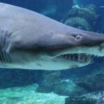 SEA LIFE Ocean World at Bangkok Admission Ticket - Practical Tips for Visiting