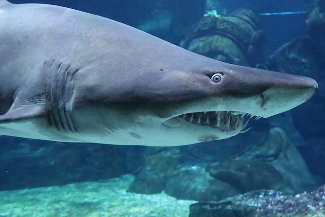 SEA LIFE Ocean World at Bangkok Admission Ticket - Practical Tips for Visiting