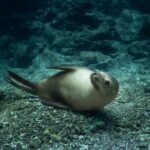 Sea Lion Snorkel Adventure at Espíritu Santo Island - A Detailed Look into the Espíritu Santo Sea Lion Snorkel Adventure