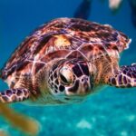 Sea turtle and cenotes half day Snorkeling Tour from Riviera Maya - FAQ