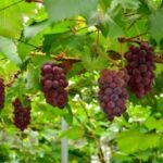 Seasonal Mt. Fuji Scenic Views, Fruit Picking and Ropeway! - The Viewpoints: What Makes Mt. Fuji Special