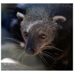 See fireflies & Wild Animals in Cuc Phuong National Park - Evaluating the Value – How Does It Measure Up?