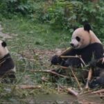See Panda Guangzhou Chimelong Safari Park and Circus Private Tour - Final Thoughts