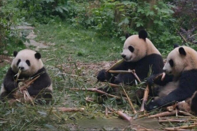 See Panda Guangzhou Chimelong Safari Park and Circus Private Tour - Final Thoughts