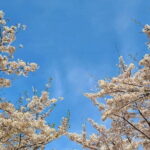 Seoul Cherry Blossom Walking Tour to Gyeongui Line Park - What to Expect During the Tour