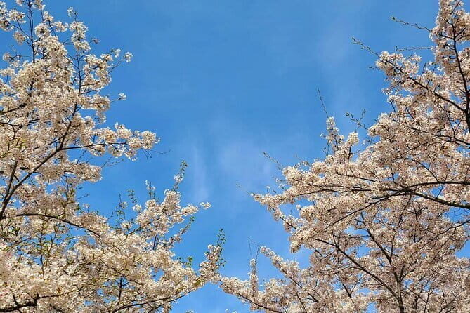 Seoul Cherry Blossom Walking Tour to Gyeongui Line Park - What to Expect During the Tour