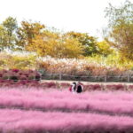 Seoul Full-Day City Tour: Hanok Village, Scenic Routes - What’s Included and What to Expect