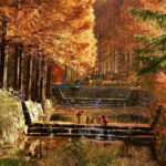 Seoul: Jangtaesan Recreational Forest Autumn Foliage Tour - Deep Dive: Why This Tour Offers Value