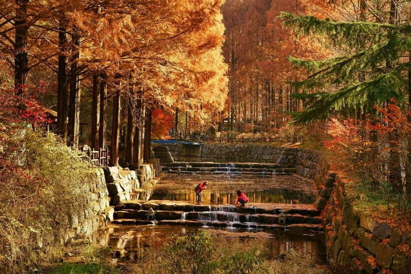 Seoul: Jangtaesan Recreational Forest Autumn Foliage Tour - Deep Dive: Why This Tour Offers Value