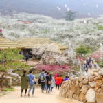 Seoul: Korea Spring Cherry Blossom Day Tour - The Practical Side: Transportation, Timing, and Group Size