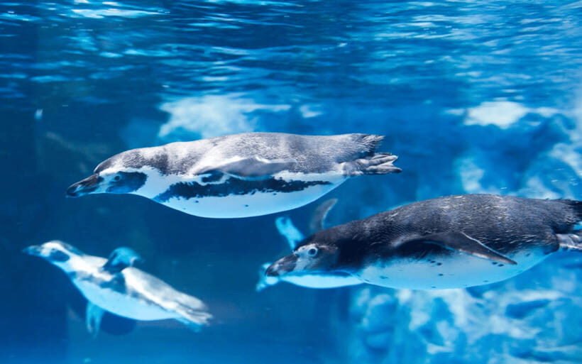 Seoul: Lotte World Aquarium Ticket - In-Depth Look at the Experience