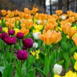 Seoul: Private Customizable Tour to Nami Island and More - Who Will Love This Tour?