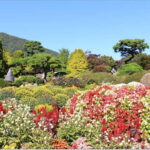 Seoul:Private-Nami Island,Morning Calm Garden,Petite France - Nami Island: A Cultural Icon and Natural Beauty
