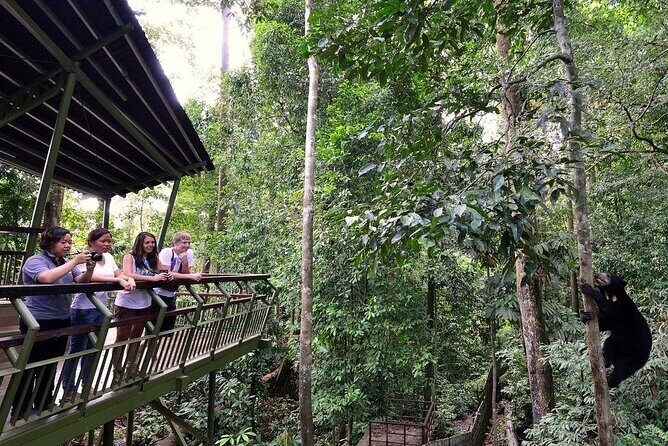 Sepilok Orang Utan, Labuk Bay Proboscis Monkey and Sun Bear Tour - Transportation, Guides, and Group Dynamics
