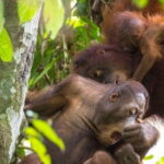 Sepilok Orangutan & Sun Bear Half-Day Tour | Sandakan - A Detailed Breakdown of the Tour