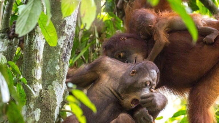 Sepilok Orangutan & Sun Bear Half-Day Tour | Sandakan - A Detailed Breakdown of the Tour