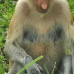 Sepilok OrangUtan, Sun Bear & Labuk Bay Full Day Trip - What Makes This Tour Stand Out?