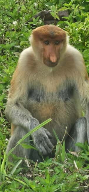 Sepilok OrangUtan, Sun Bear & Labuk Bay Full Day Trip - What Makes This Tour Stand Out?