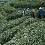 Shanghai Day Tour to Hangzhou - Frequently Asked Questions