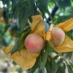 Shanghai: Delicate Seasonal Fruits and Picking Experience - An In-Depth Look at What to Expect