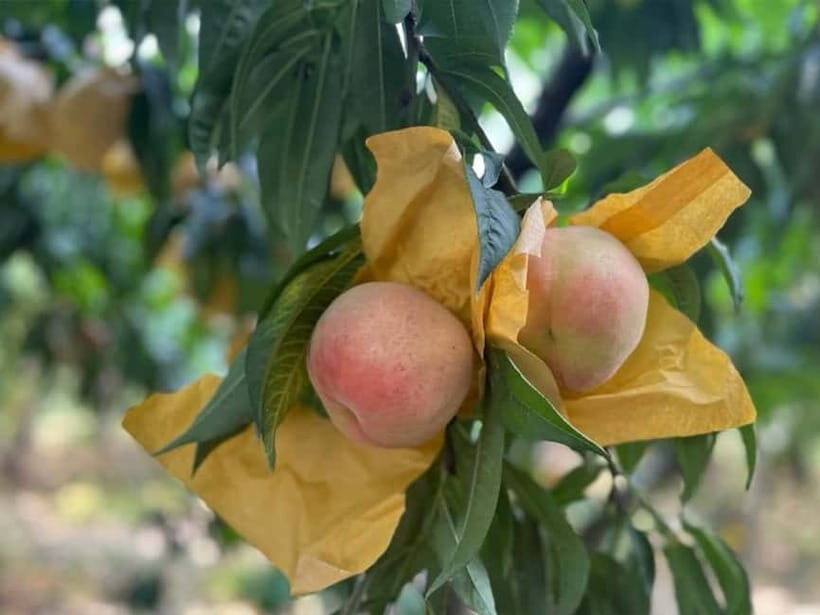 Shanghai: Delicate Seasonal Fruits and Picking Experience - An In-Depth Look at What to Expect