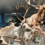 Shanghai: Natural History Museum Tickets Purchase service - Value and Practical Tips
