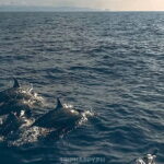 Shared Bohol Dolphin Watching and Pamilacan Island Tour - What’s Included and What’s Not