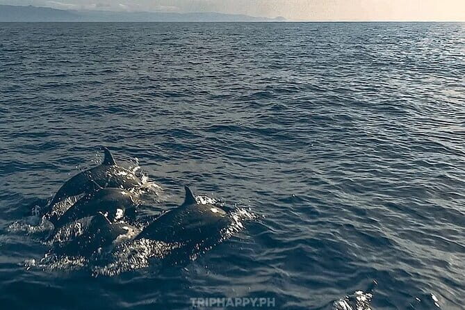Shared Bohol Dolphin Watching and Pamilacan Island Tour - What’s Included and What’s Not