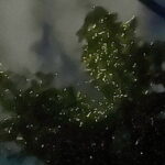 Shared Bohol Loboc River Firefly Watching Tour - FAQ