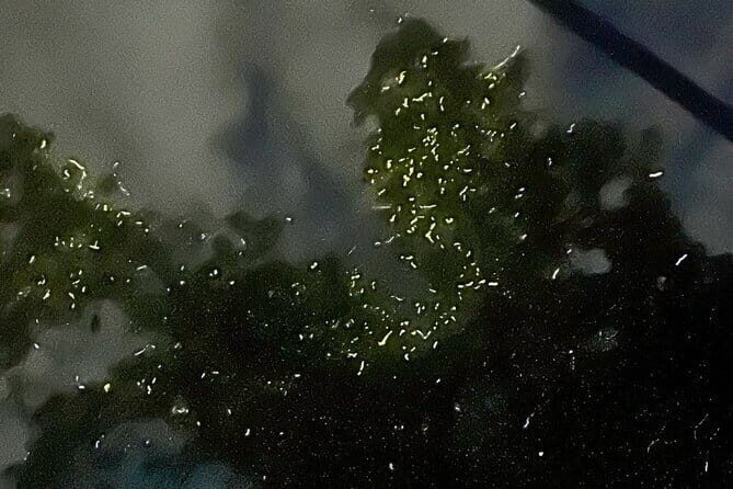 Shared Bohol Loboc River Firefly Watching Tour - FAQ