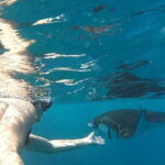 Shared Snorkeling 3-4 spot manta bay in Nusa Penida - What to Expect from the Tour