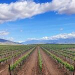 Shared Temecula Wine Tour from Newport Beach - An In-Depth Look at the Itinerary and Experience