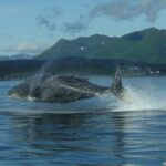 Shared Whale and Wildlife Viewing - Comparing with Similar Experiences