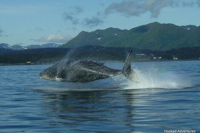 Shared Whale and Wildlife Viewing - Comparing with Similar Experiences