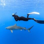 Shark Dive Private Charter No Cage - A Detailed Look at the Shark Dive Private Charter
