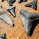 Shark Tooth and Shell Hunting Tour in Charleston, SC - Practical Aspects and Value